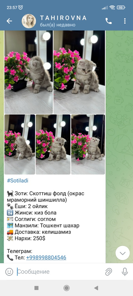 Rasmdigi mushuk srochna sotiladi