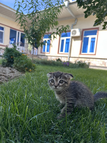 Вислоухие котята