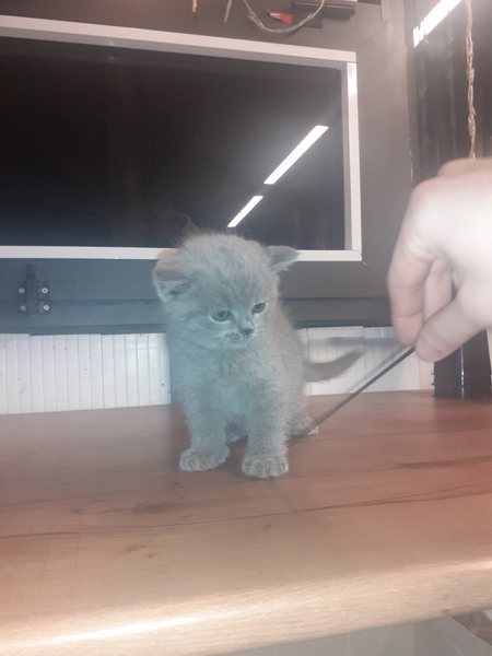 Кошка продаётся (Шотландец)