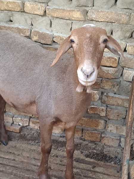 Qõchqorlar va qõylar sotiladi