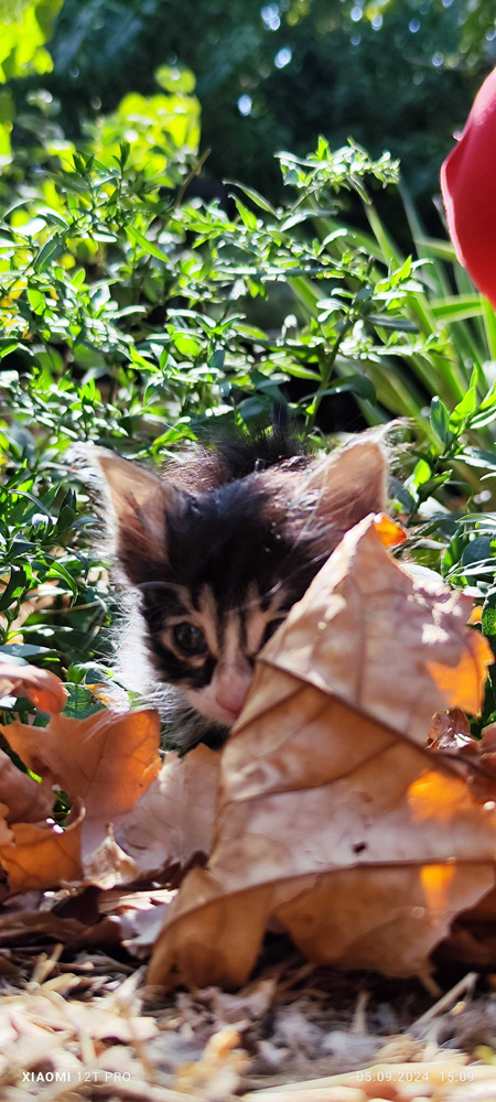Котёнок, девочка, 1,5 месяца