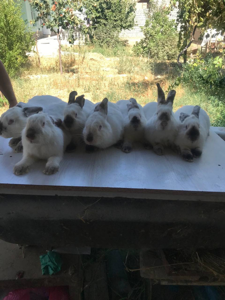 Kaliforniya quyonlari sotiladi