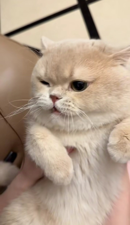Scottish fold zotdor