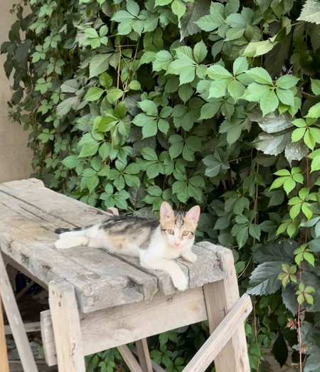 Котята! Отдам котят