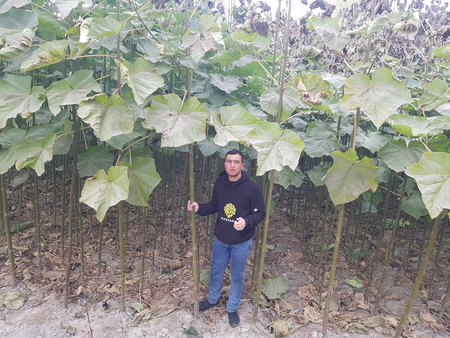 Павлония бор кучатлар бор