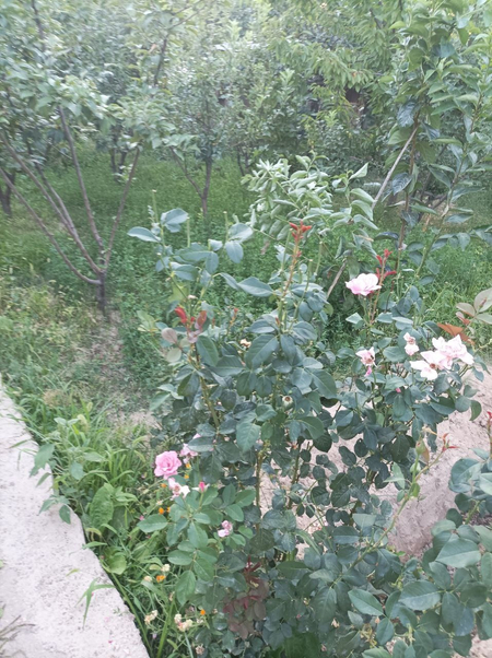 Продаю срочно дачу