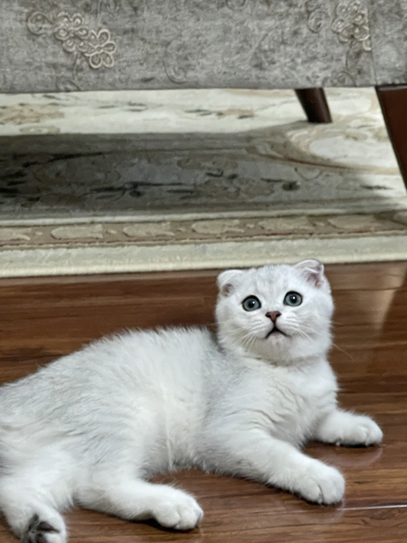 Продается котик