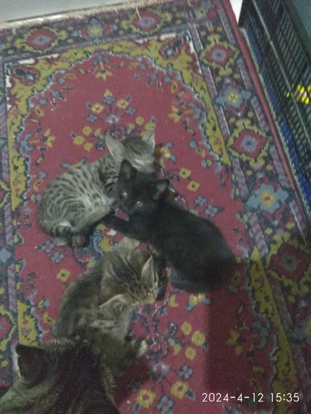 Кошечки отдам в хорошие руки