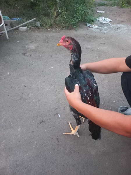 Хороз сотилади май жожаси