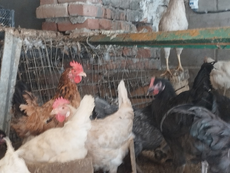 Срочна Продаю кури с петухами