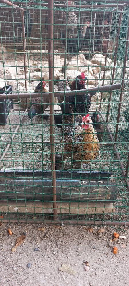 Yaponchalar sotuvda