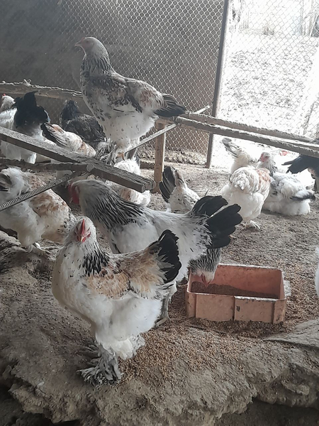 Продаются инкубационные яйца породы брама  светлая и пёстрая