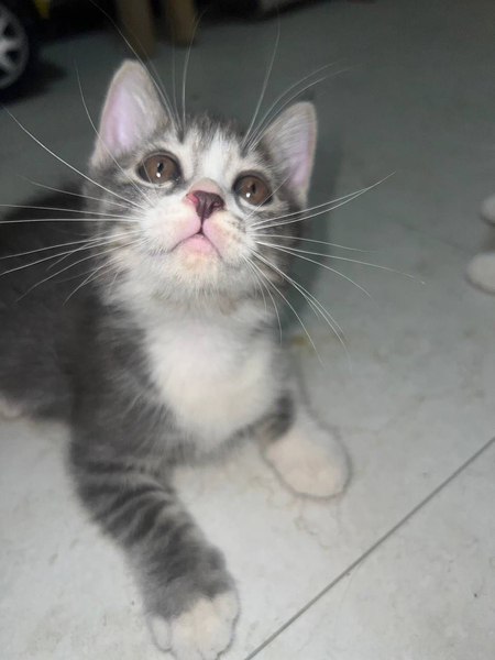 Продается малыши скотишфолд