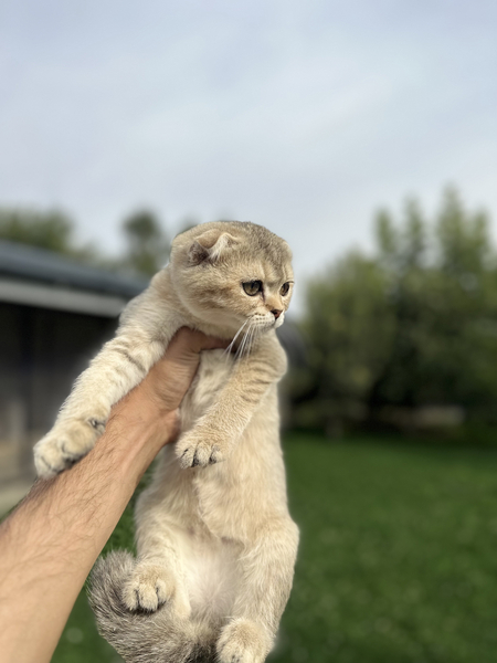 Продается золотой фолд