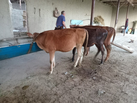 Gʻunojinlar  sotiladi sogʻlom yeb ichishi zo'r uyni moli