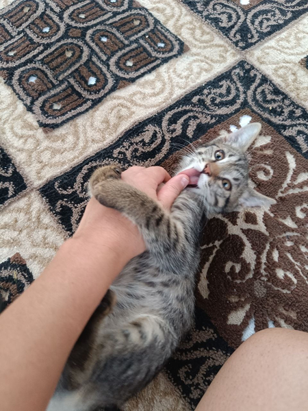 Отдам в хорошие руки