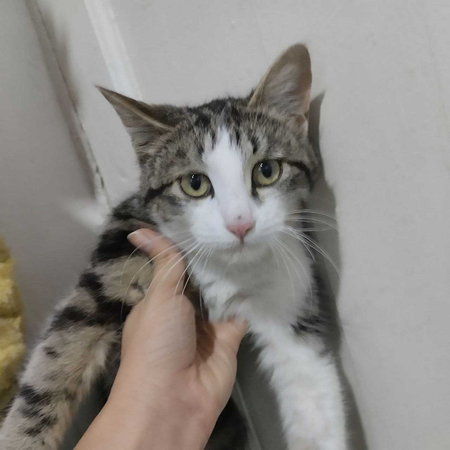 Котенок тигрового окраса в любящие руки