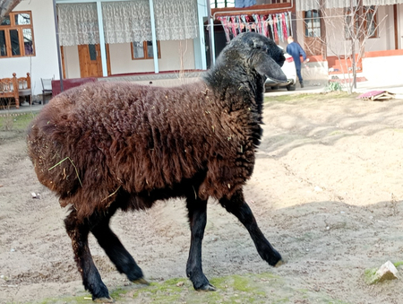 Qoy sotiladi yeb ichishi soğlom