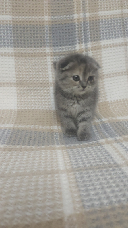 Скоттиш фолд котенок/skottish fold mushukcha