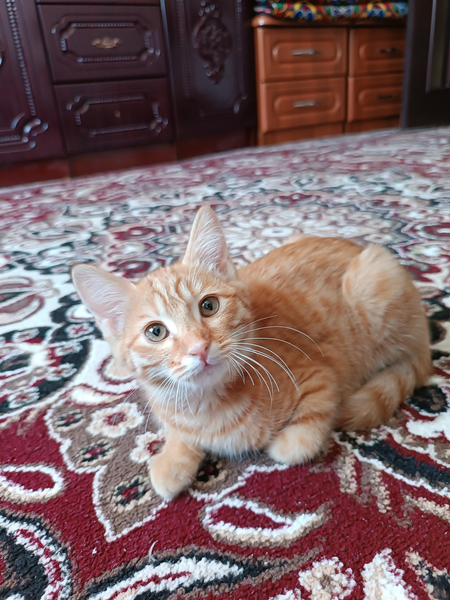 Mushuk qiz bola 1 yoshdan oshgan
