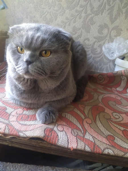 Кот смотришь фолд