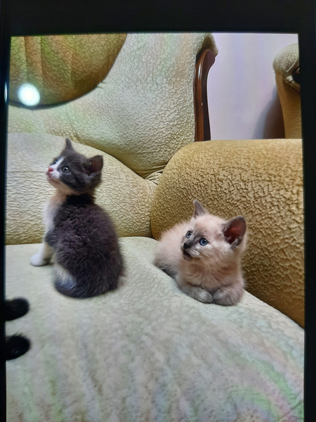Срочно пристраиваются котята!