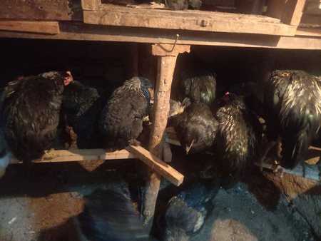 Жу́жа ху́роз отаси кора Шахзода онаси бобо товук