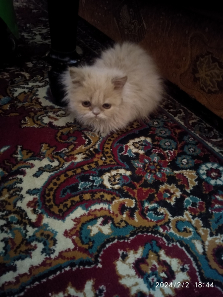 Продаются персидские котята