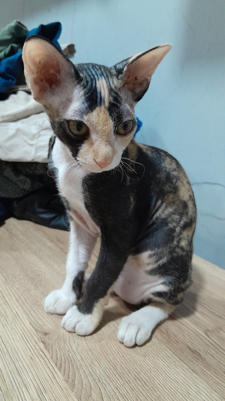Продаётся котёнок