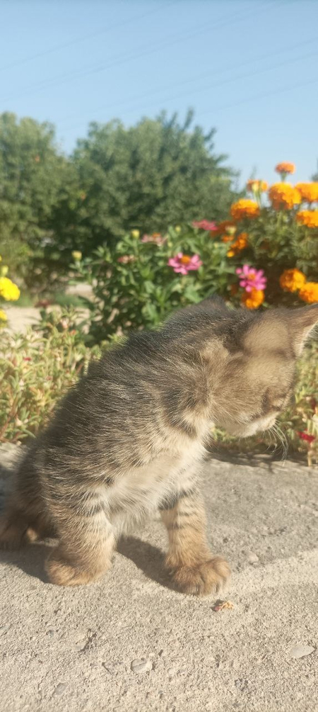 Продаются маленькие красивые котики.