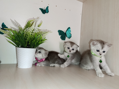 Серебристые Шиншиллы.Скоттиш Страйт и Фолд.