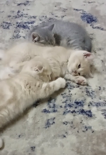 Милые котята на прожаже