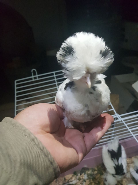 Продаётся корейский бентамки