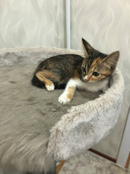 Домашний кошка 5 шт