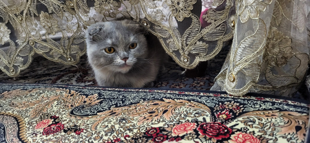 Кошка продается вислая ухе шиншилла