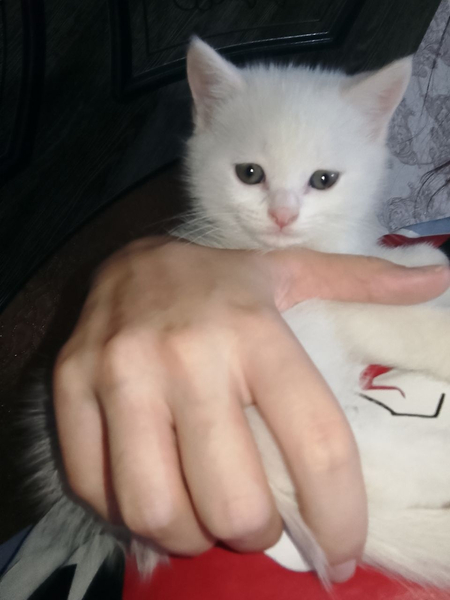 Котёнок,мальчик,пародистый