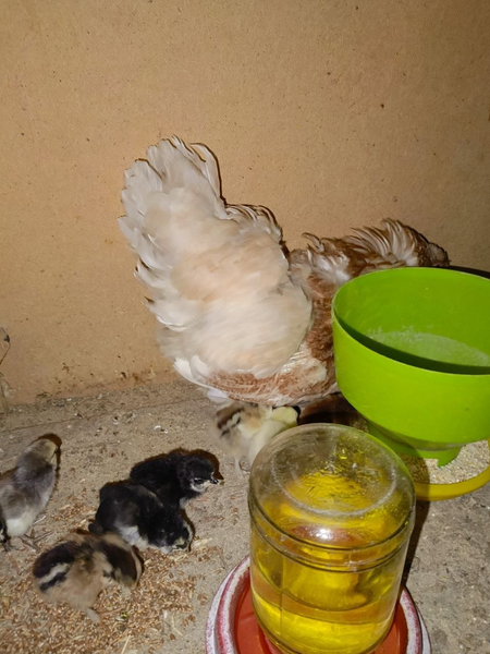 Ona bolalar  tovuq  jo'jalari bilan sotiladi.  Jo'jalari 10 ta.