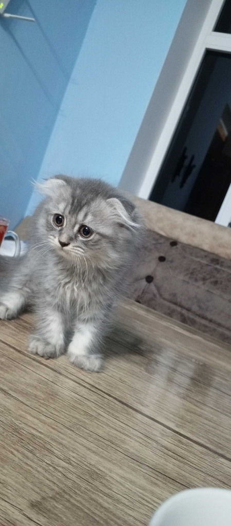 Продаю Котята пародистый