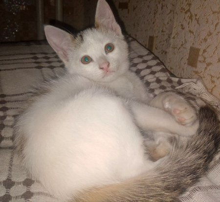 Mushukcha        .