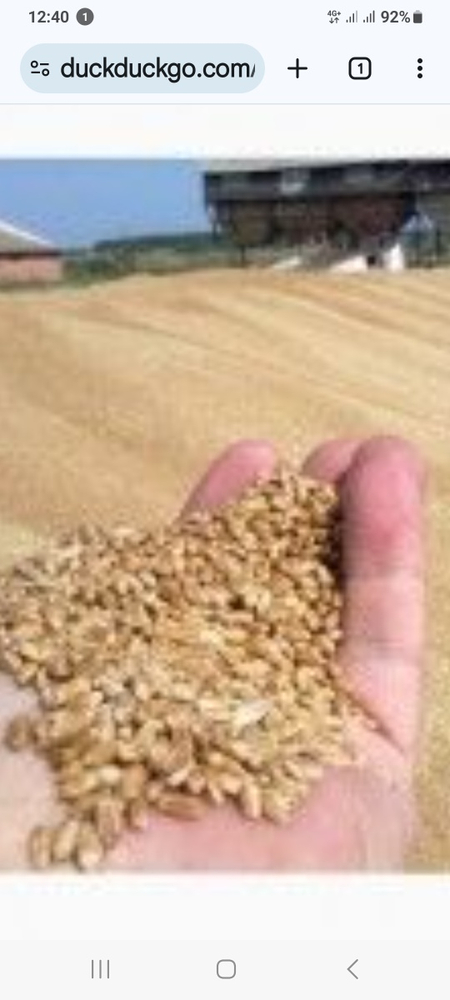 Зерноотход от полей насышинных багатым урожаем