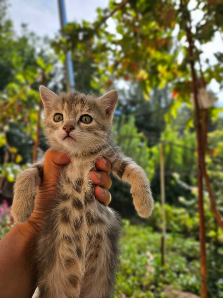 Котята Серый и Рыжий