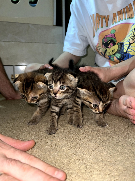 Котята вислоухие