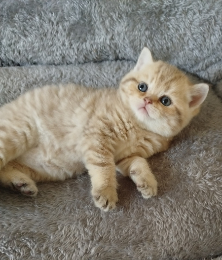 Продаётся котята
