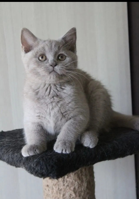 Продаются шотландские котята