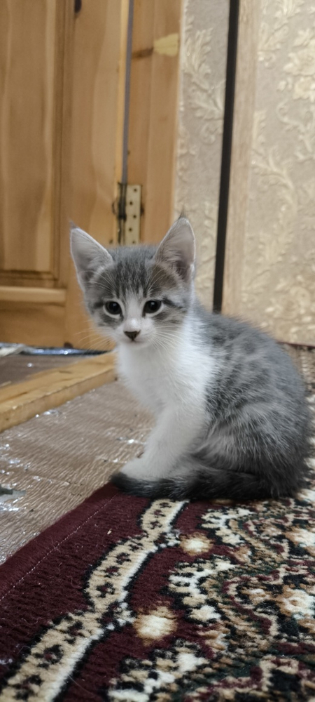 2 oylik Mushulchala