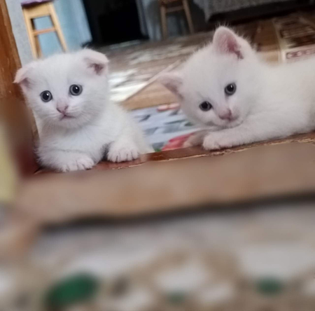 Продаются котята