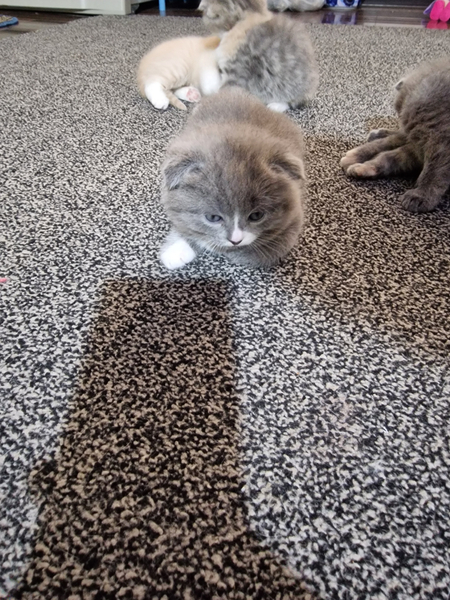 Шотландские котята