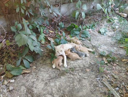 Котята в хорошие руки