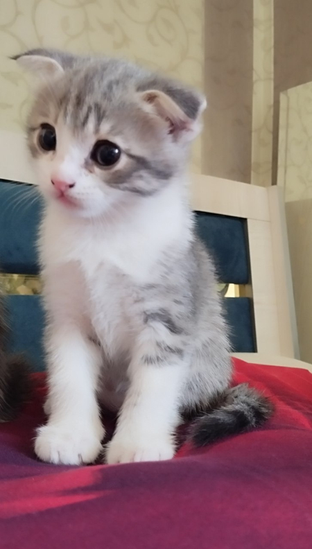 Продаётся котёнок