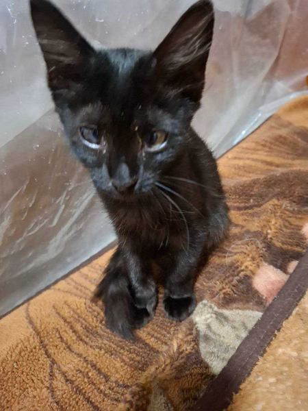 Черный котик возраст 2 месяца